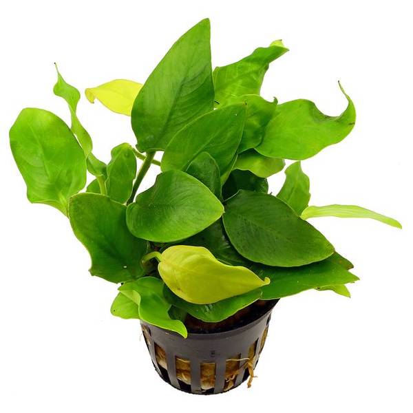 Akvarie planter i potte - Akvarieboden