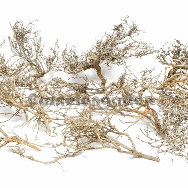 Reke Tre ØrkenBusk small/medium - Akvarieboden